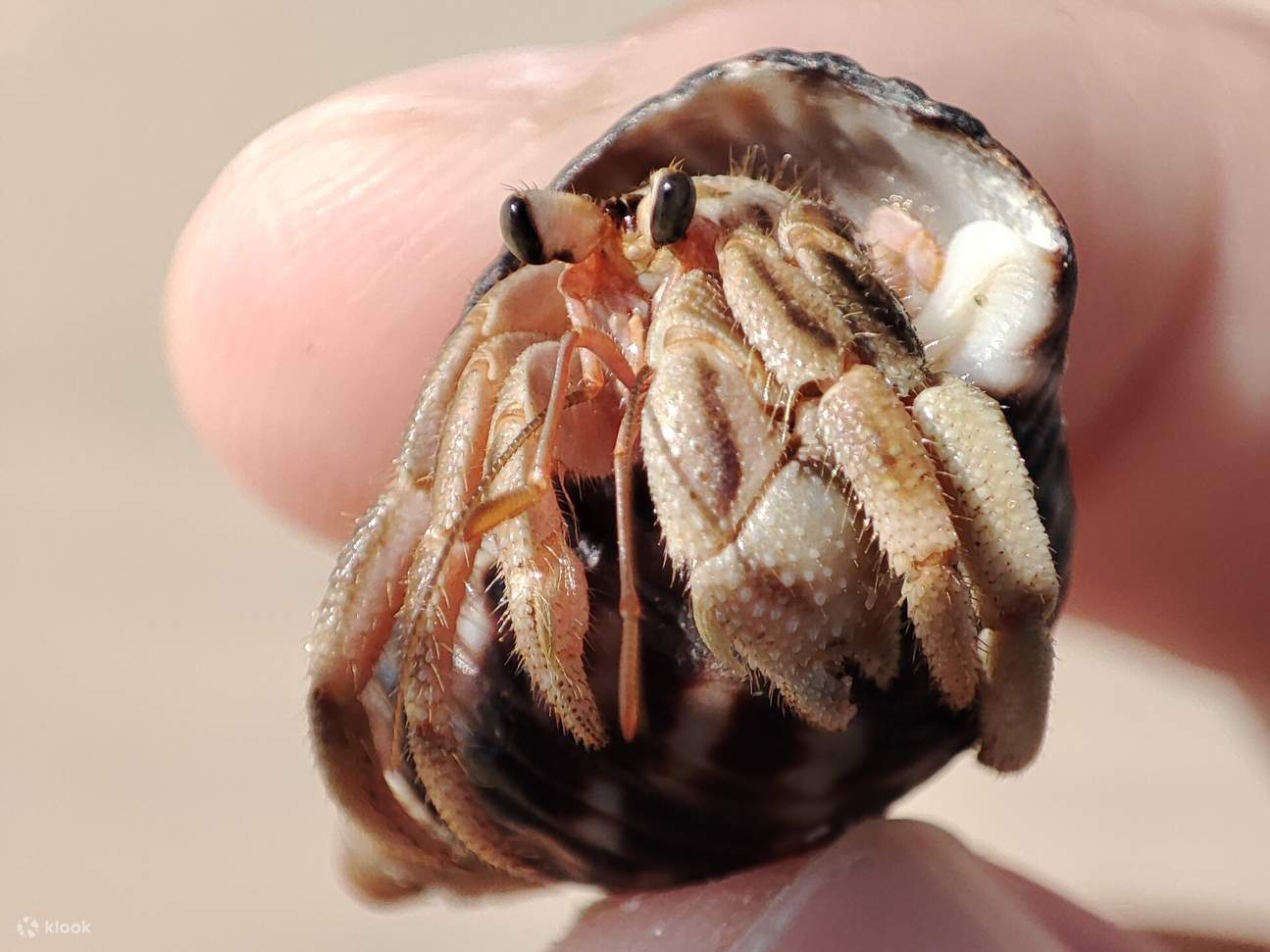 90 Minutes Beach and Tide Pool Walk in Desaru Walking Tour - Klook ...