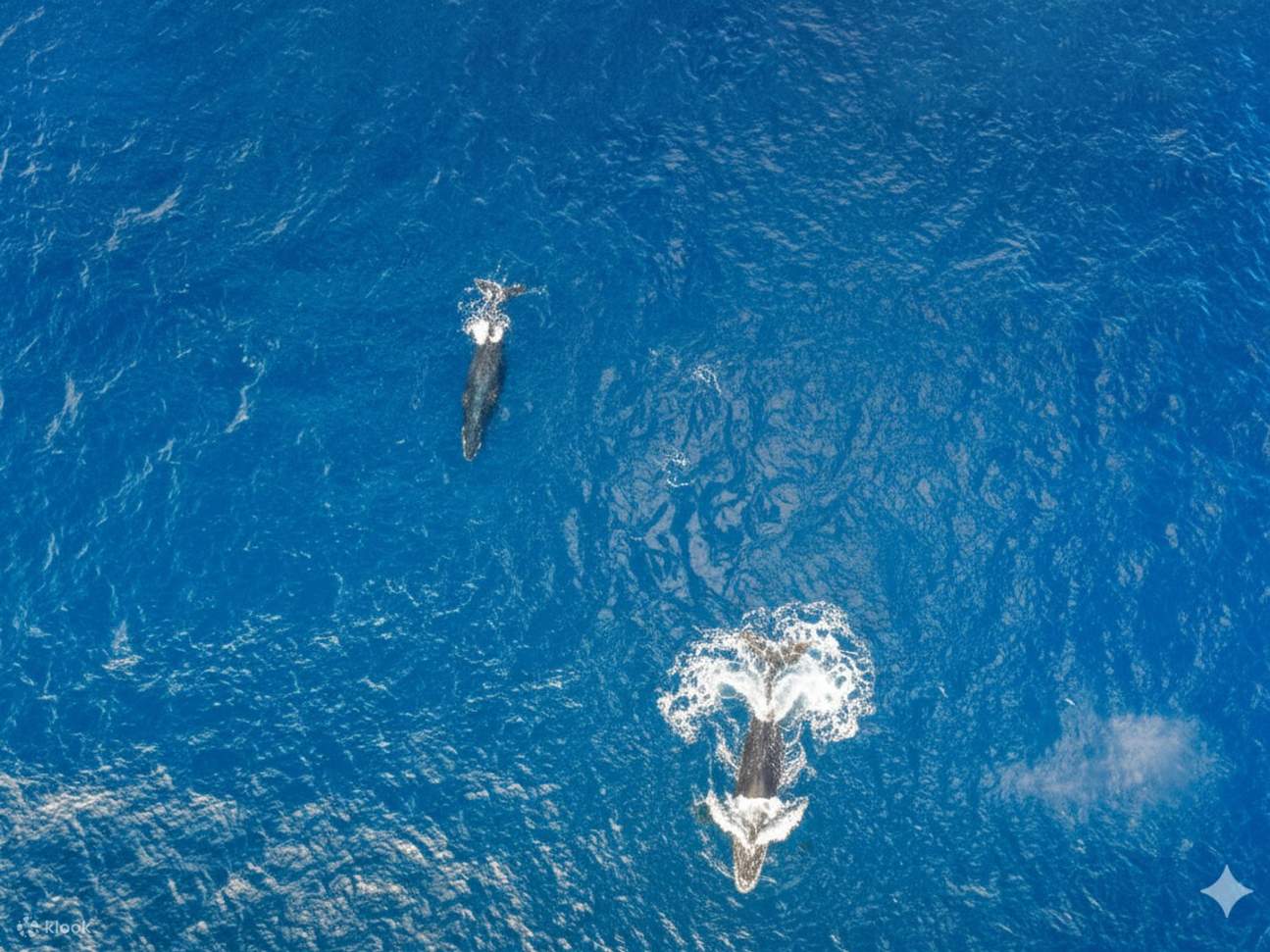 West Oahu Deluxe Whale Watch Sail Experience in Hawaii - Klook Hong Kong