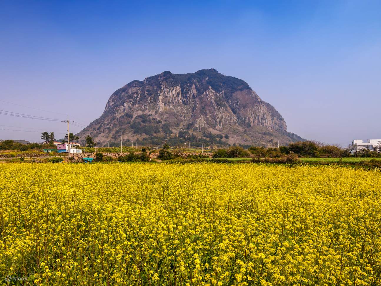 2025 Jeju Canola Flower Tour na May UNESCO Spot, Sundo sa Hotel - Klook ...