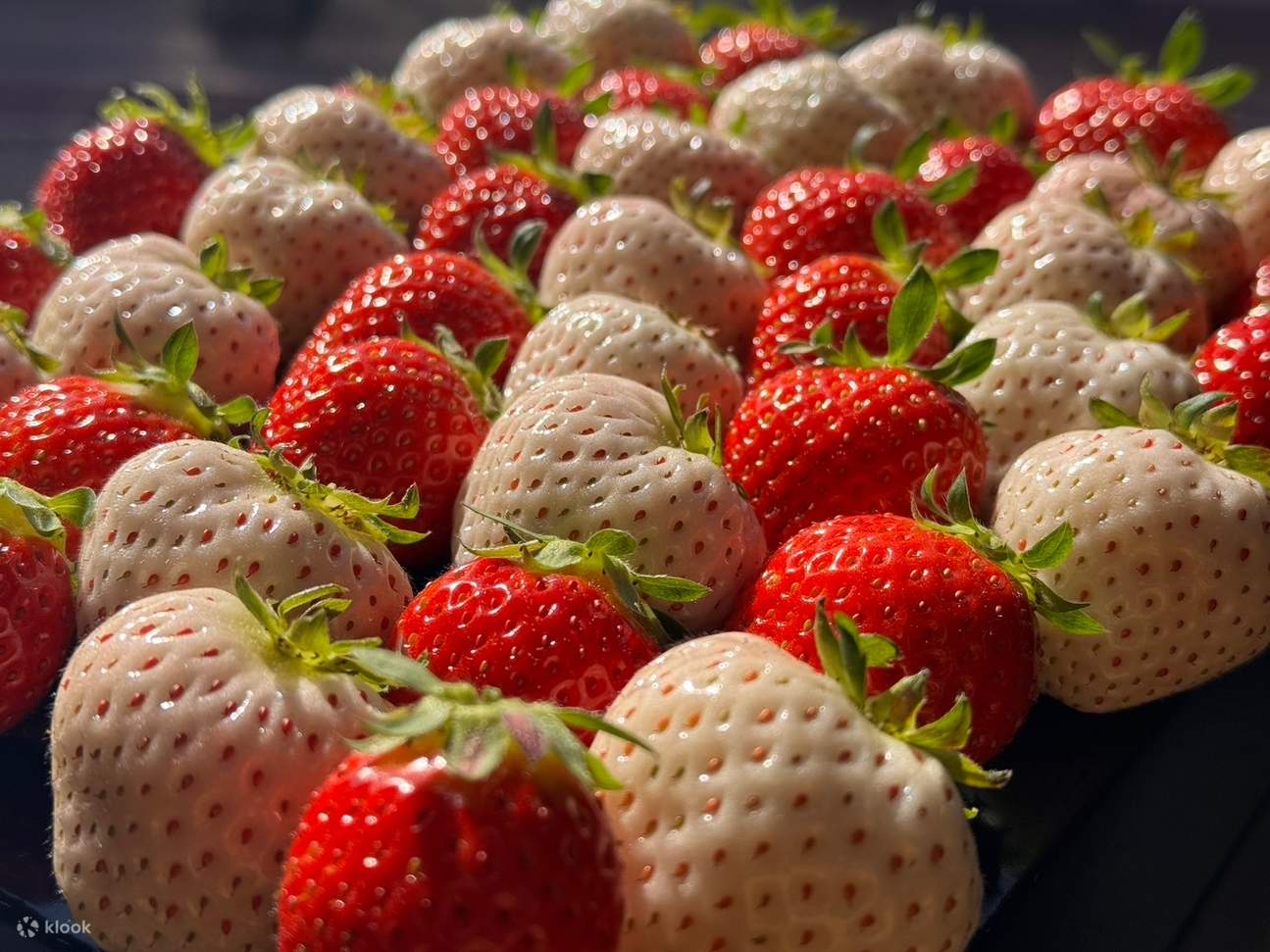 Japan's most beautiful view [Hitachi Seaside Park's butterfly blossoms ...