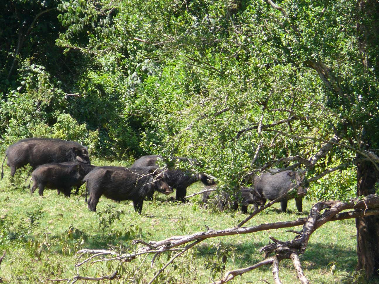 Adventure Awaits: Explore Aberdare for Big 5 Sightings, Waterfalls ...