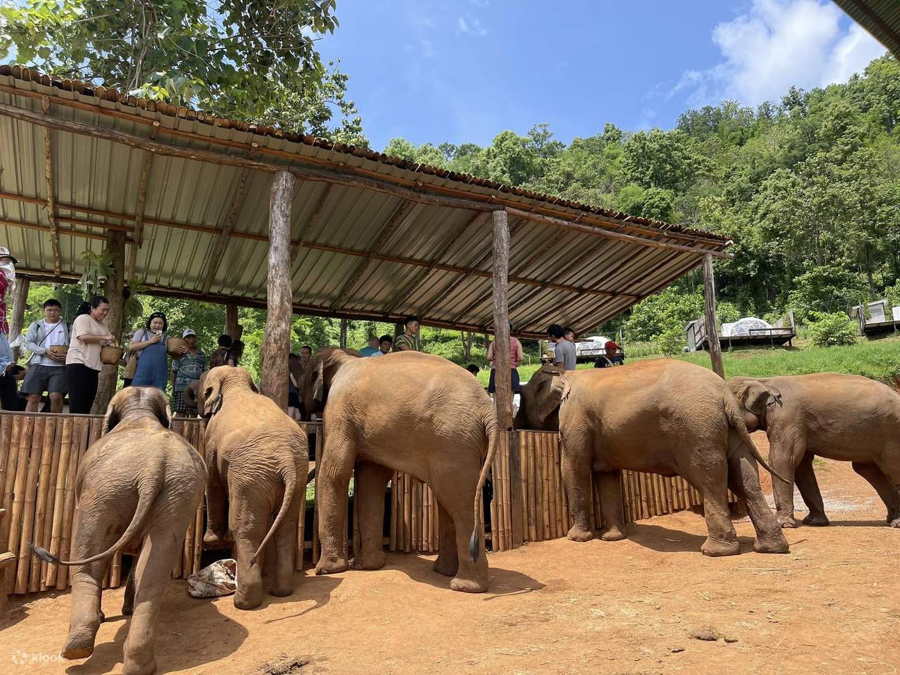 Chiang Mai Elefin Farm and Cafe Elephant Care Half Day Tour - Klook ...