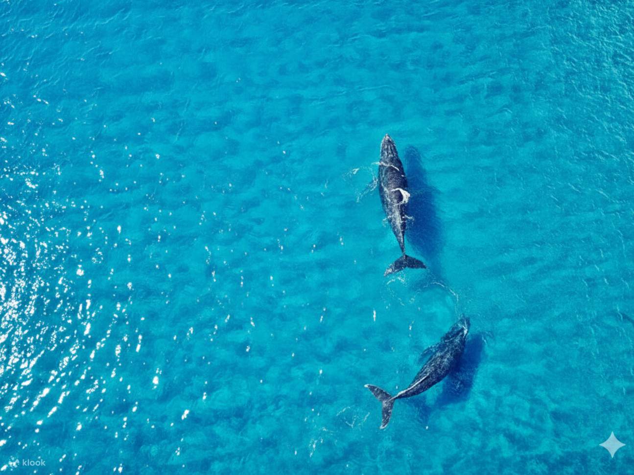 West Oahu Deluxe Whale Watch Sail Experience in Hawaii - Klook Hong Kong