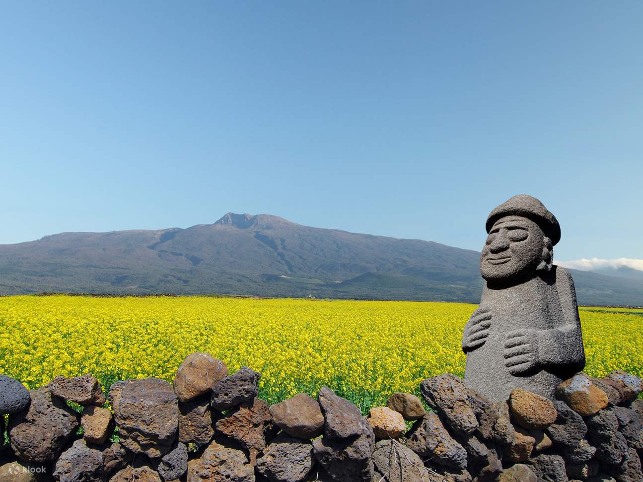 2025 Jeju Canola Flower Tour na May UNESCO Spot, Sundo sa Hotel - Klook ...