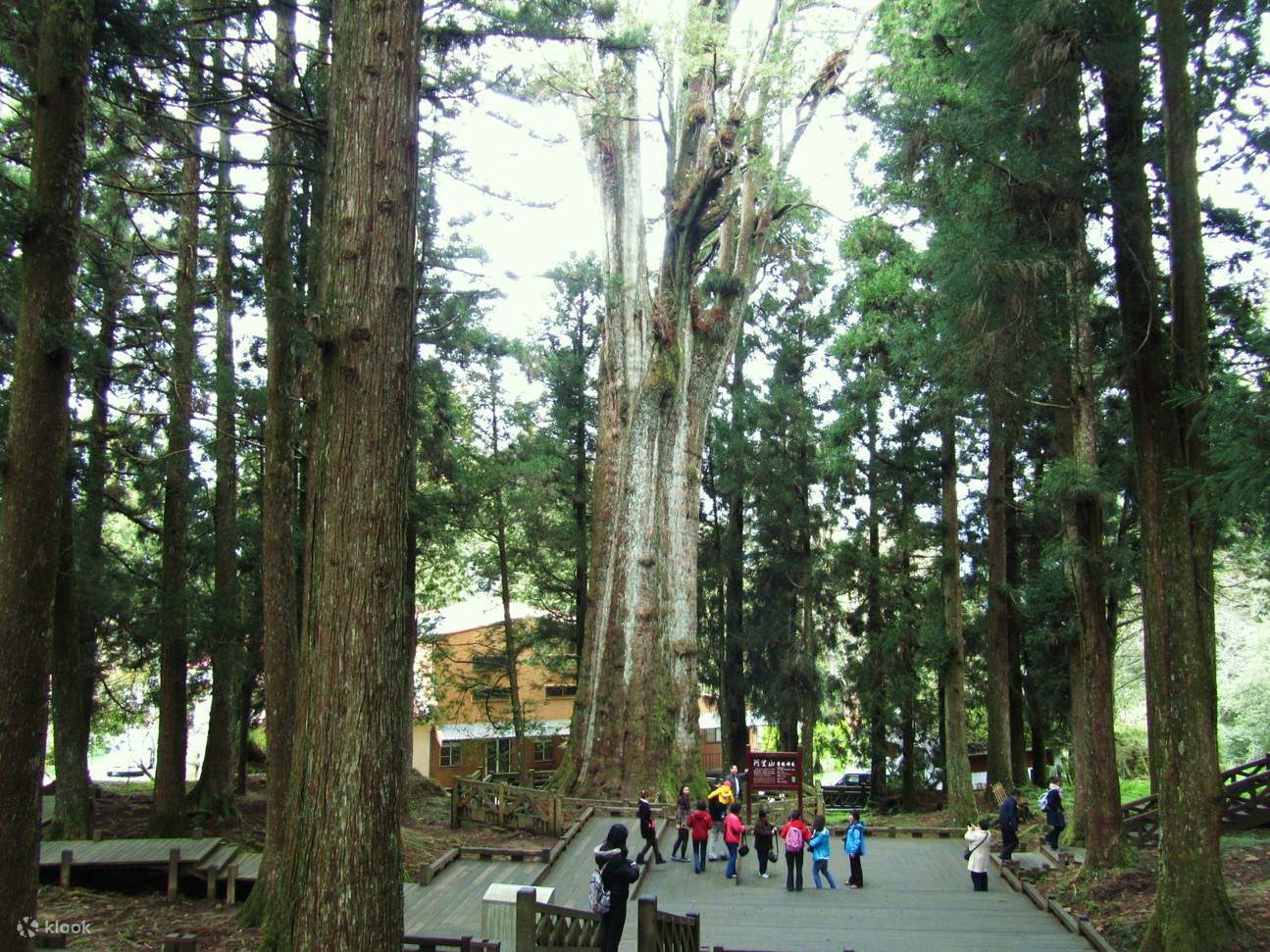 Chartered car tour | Alishan chartered car one-day tour - Klook États-Unis