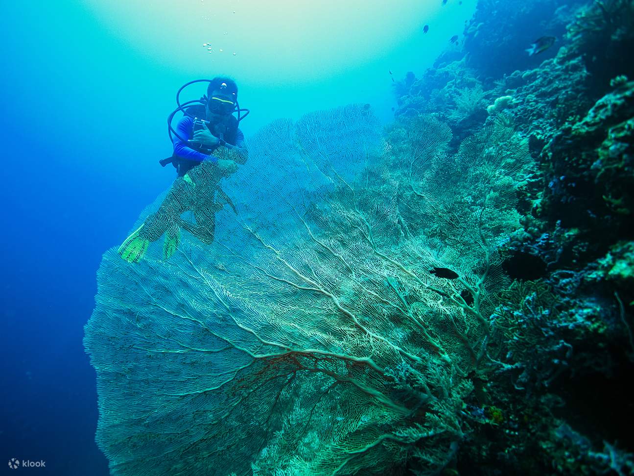 Explore the Depths with a Full-Day Dive to Menjangan Island | PADI 5 ...