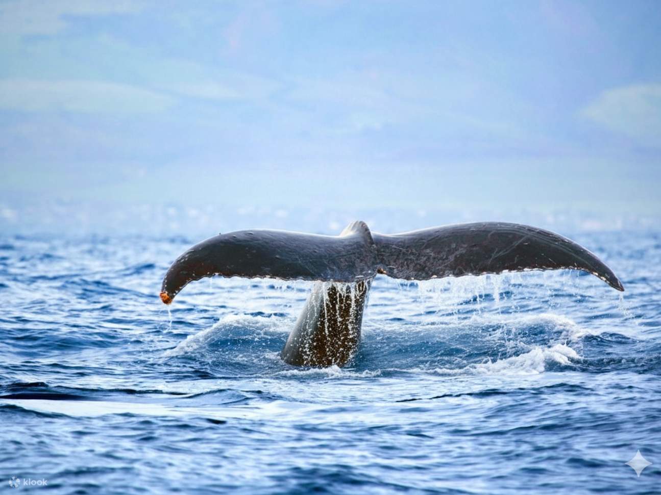 West Oahu Deluxe Whale Watch Sail Experience in Hawaii - Klook United ...