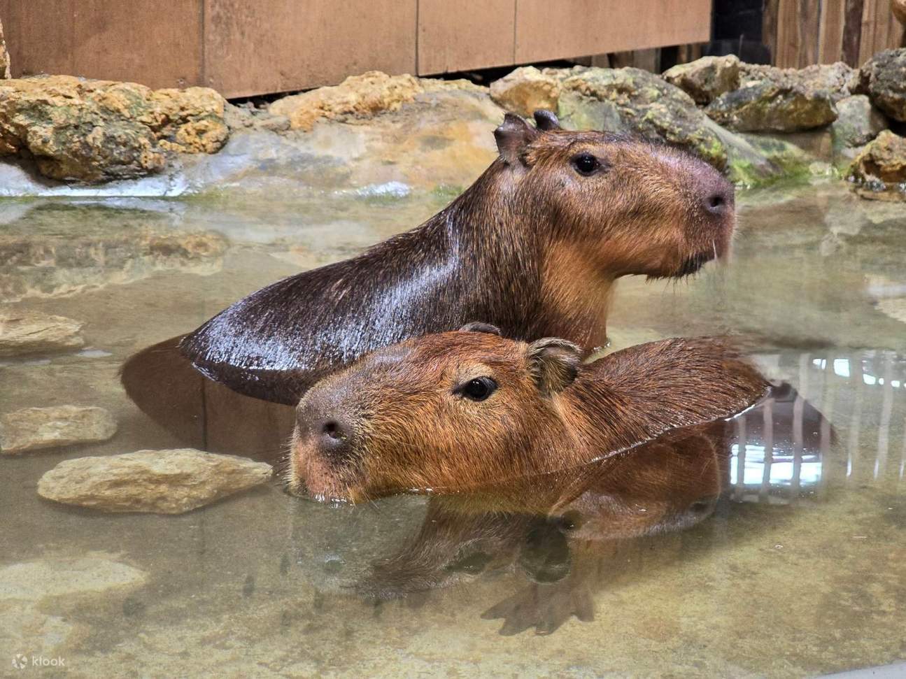 บัตรเข้าชม Xpark Aquarium ในเถาหยวน - Klook ประเทศไทย