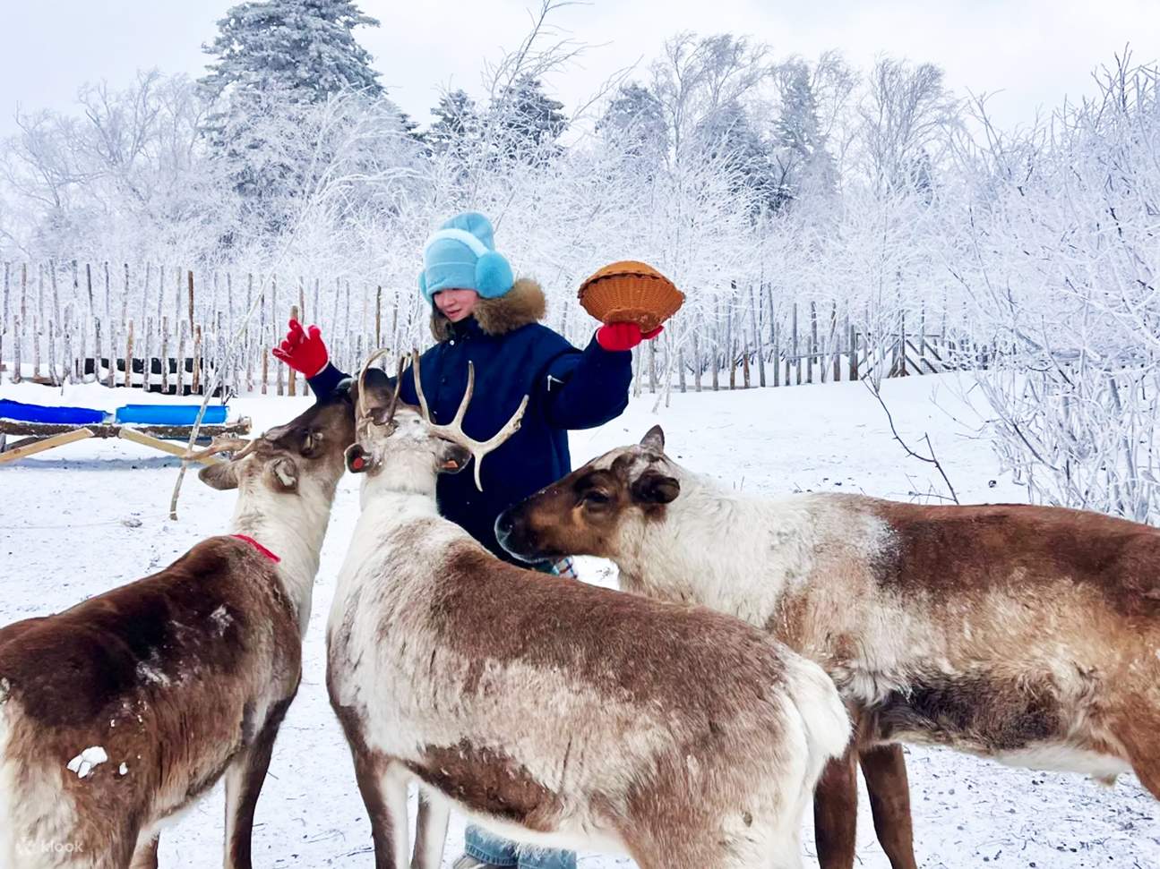 One-day tour of Changbai Mountain Snow Ridge/Laolike Lake - Klook Australia