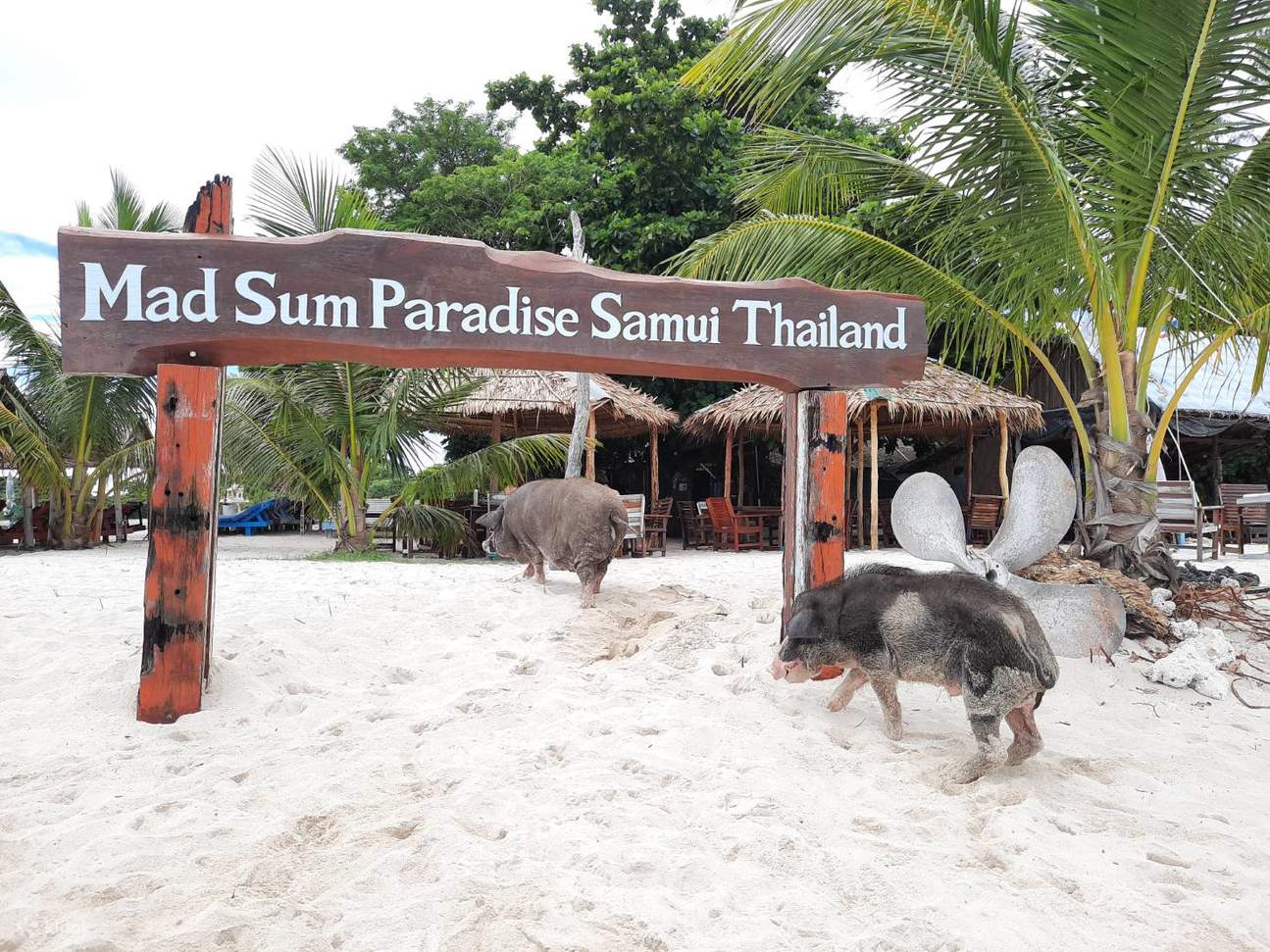 Pig Island (Koh Mudsum) and Koh Tan Half Day Snorkeling Tour - Klook ...