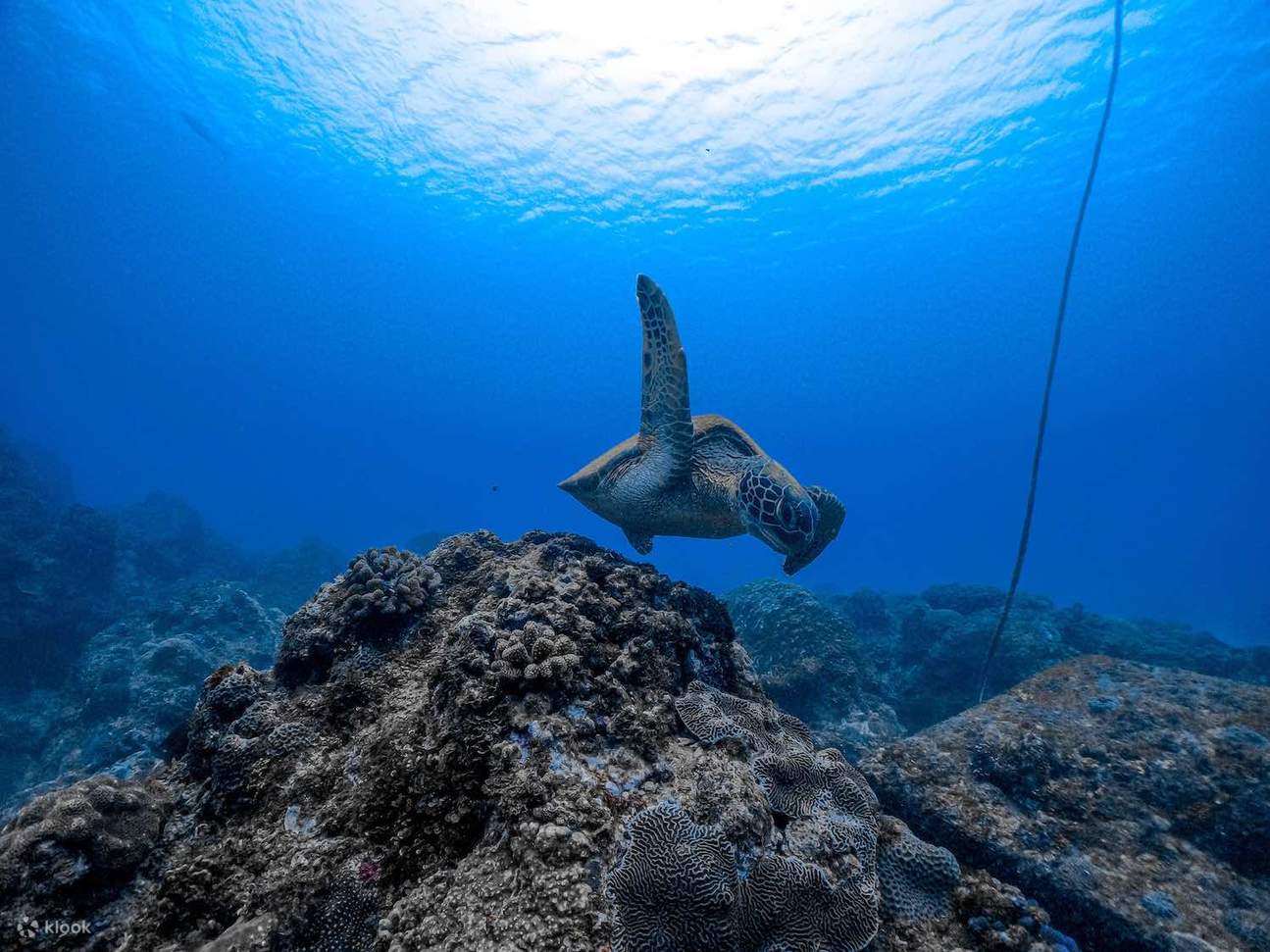 Pingtung Kenting｜Scuba diving (no license required)｜After class can be ...