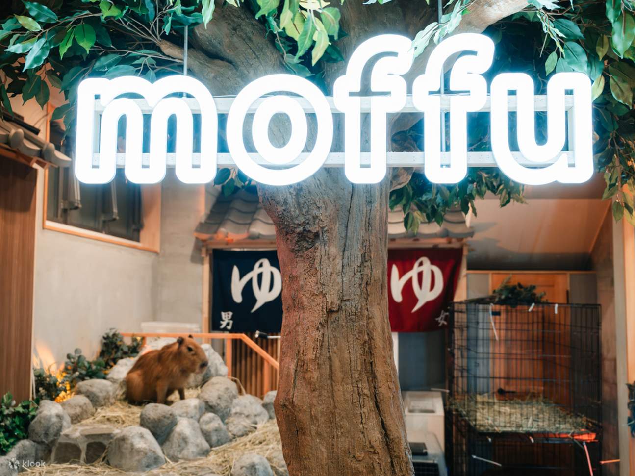 Capybara cafe Moffu Tokyo - Klook