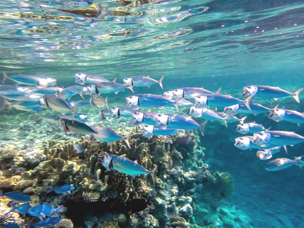 Jelajahi Marsa Mubarak: Snorkeling bersama Sapi Laut dan Penyu di Marsa ...