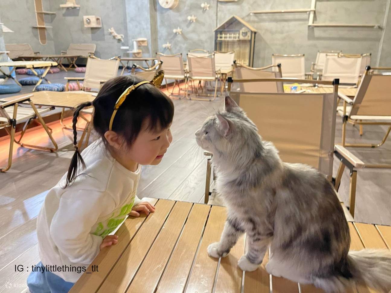 ศูนย์ประสบการณ์แมว Kelly and Meows ในฮ่องกง - Klook ประเทศไทย