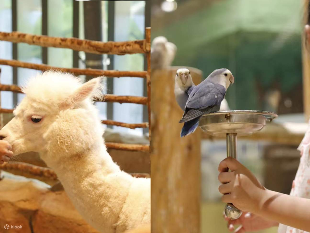 Shenzhen WOWO cute pet paradise (Baoan Daqianli store) - Klook