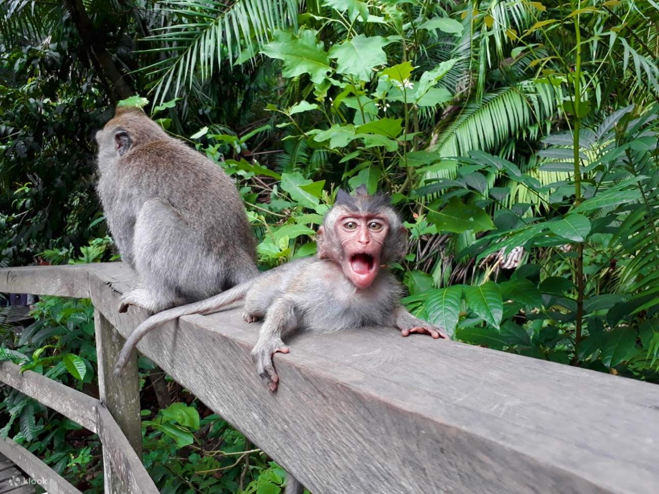 Ubud Private Tour - Klook Philippines