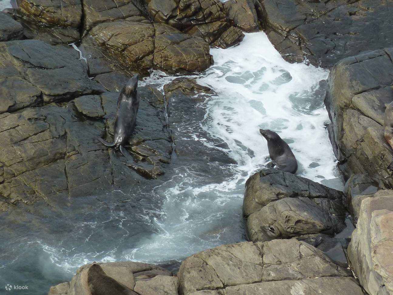 All-Inclusive Small Group 2-Day Kangaroo Island Tour - Klook United Kingdom