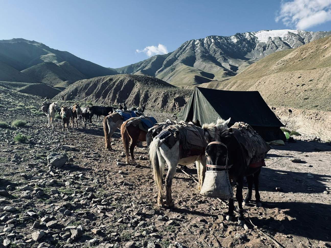 Leh City Same-Day Guided Sightseeing Tour in Car - Klook India
