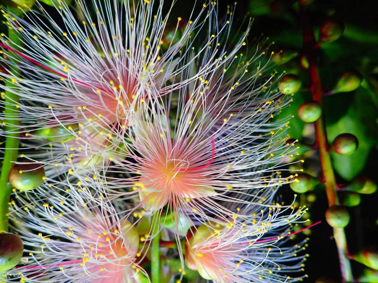 Barringtonia viewing tour (Iriomote Island, Okinawa) - Klook ...