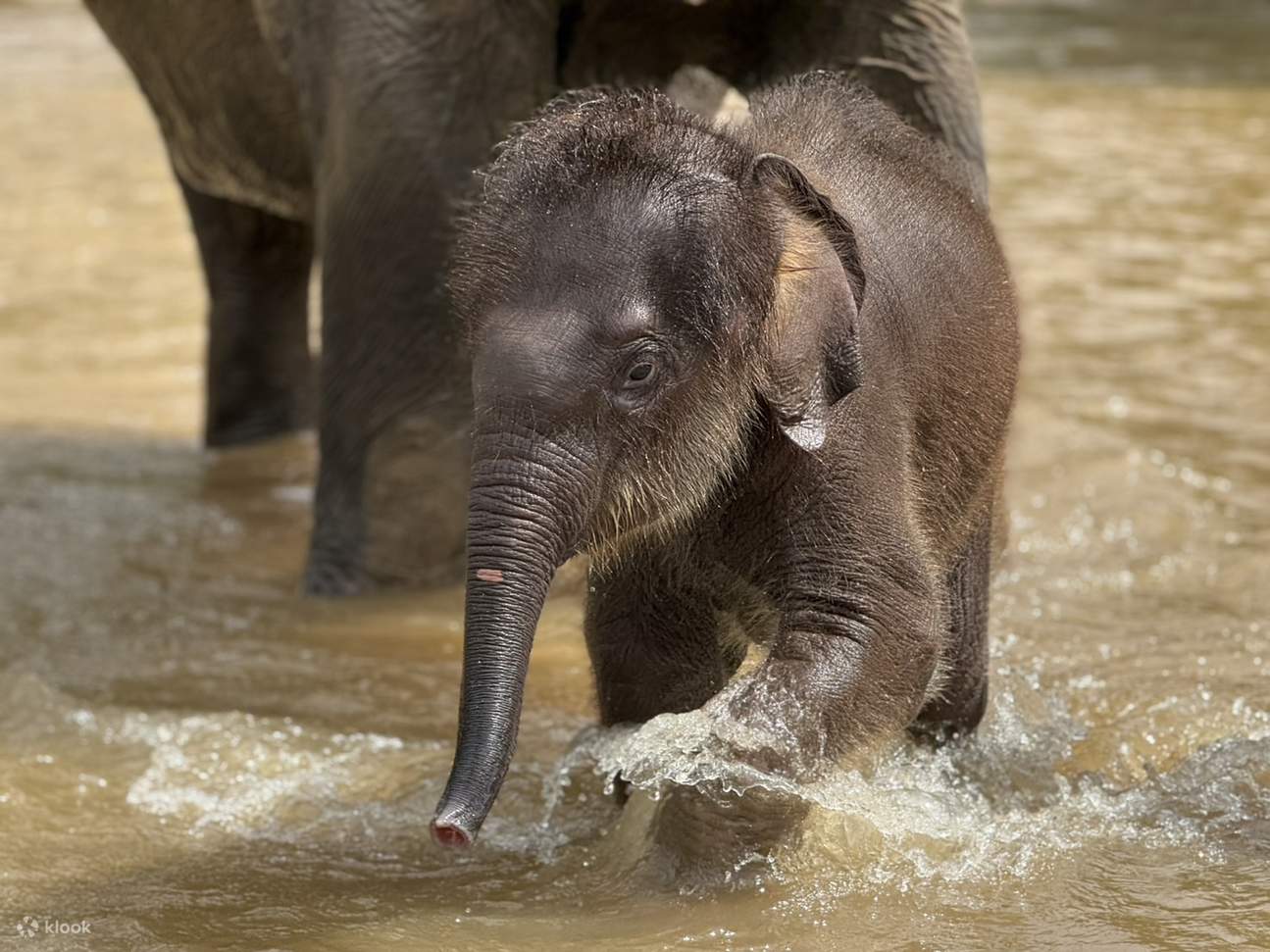Elephant care activities at the New Elephant Home Elephant Conservation ...