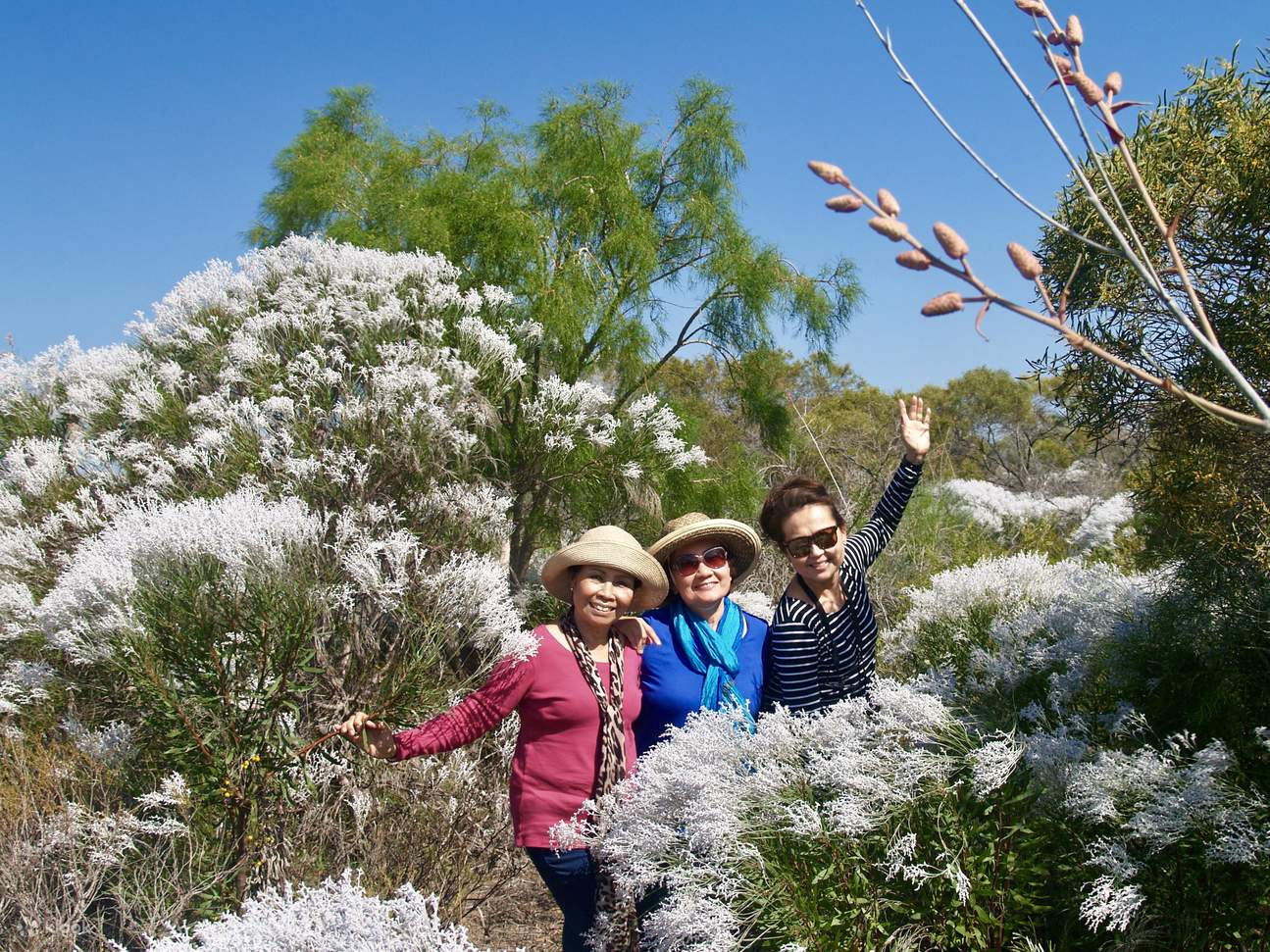 Kalbarri Wildflowers Tour - Klook The Bahamas