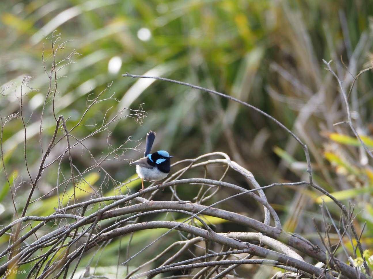 Sydney Wildlife Safari from Sydney - Klook Australia
