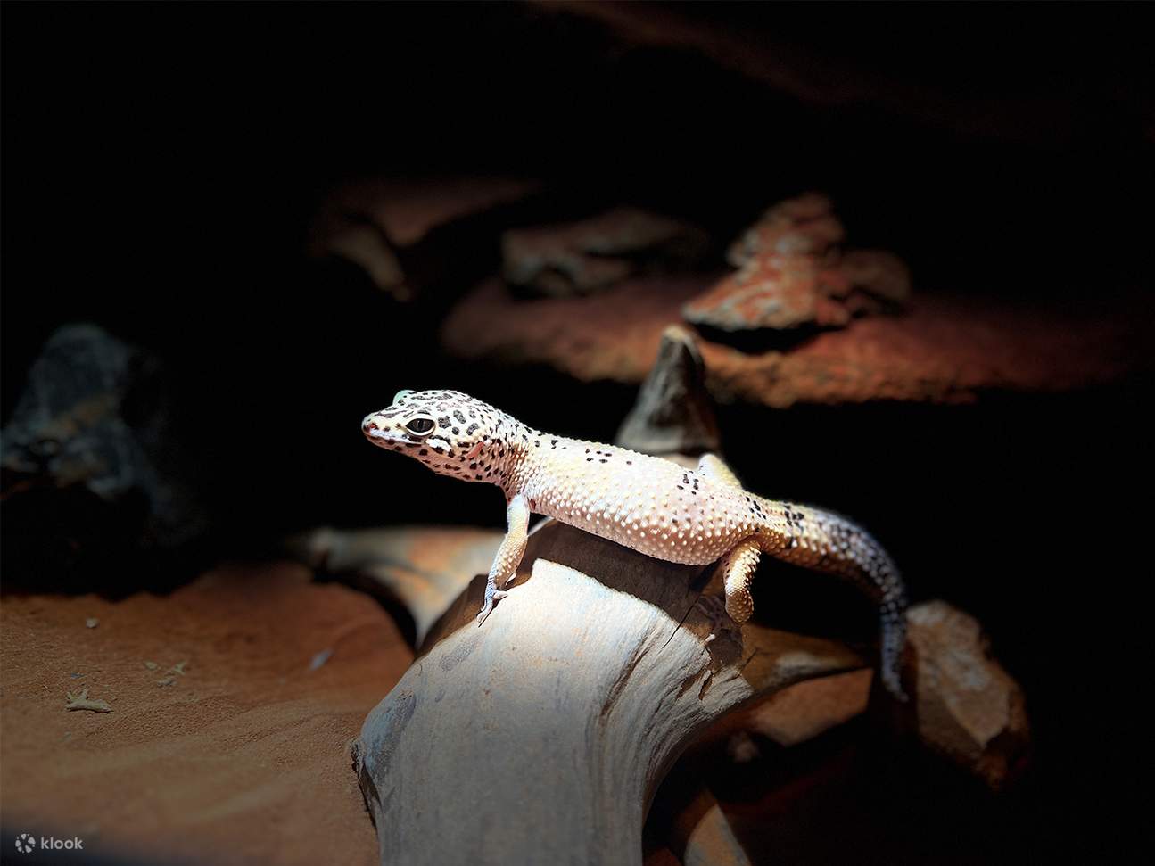 Shenzhen WOWO cute pet paradise (Baoan Daqianli store) - Klook