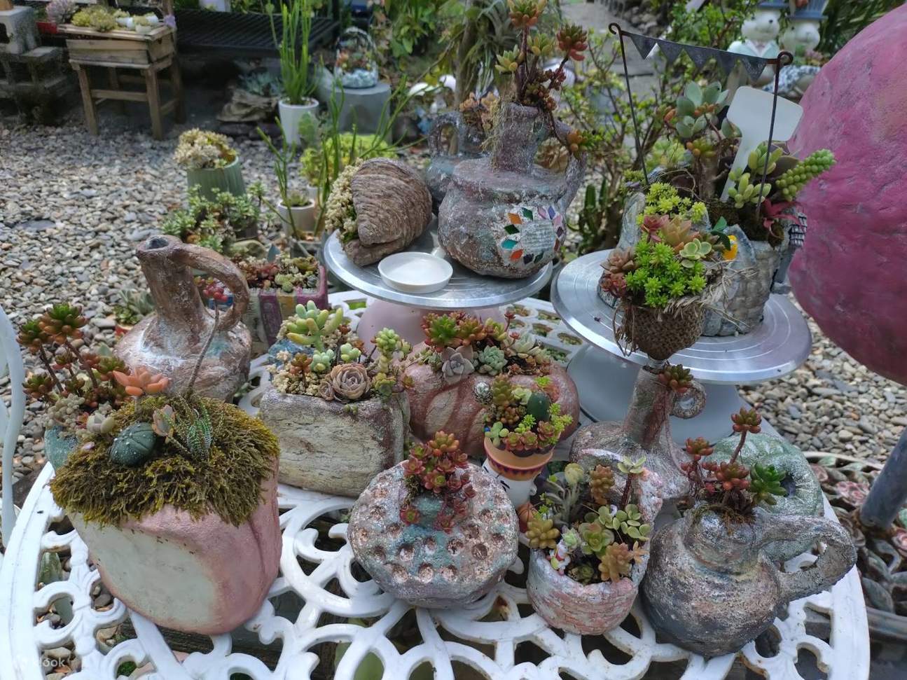 Yilan: DIY succulent plant potting experience - Klook