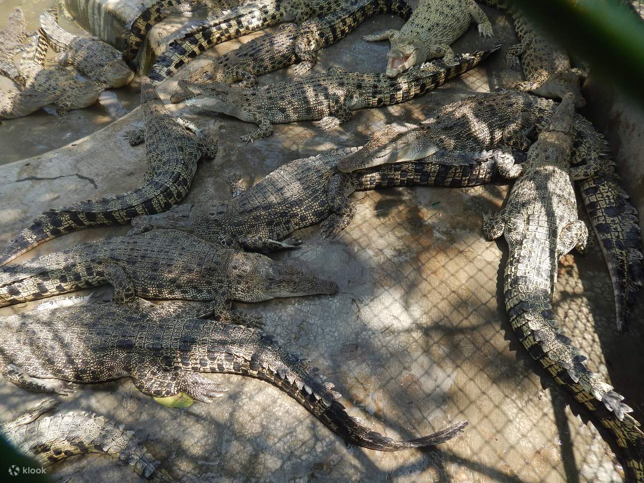 Crocodile Park Tour in Davao, Philippines - Klook Indonesia