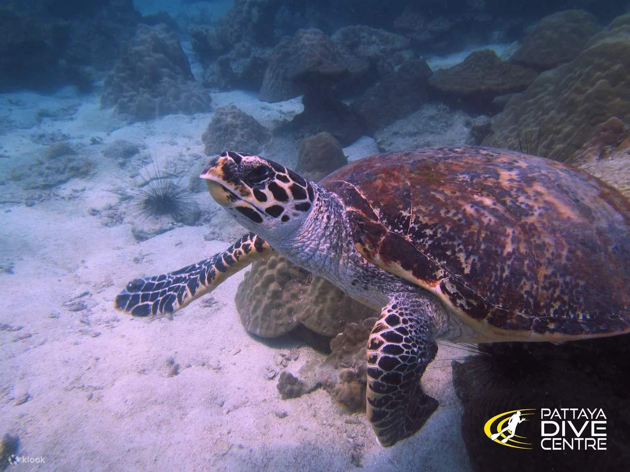 Experience PADI Discover Scuba Diving in Pattaya with a PADI 5 Star ...