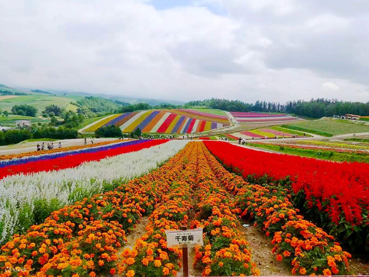 Hokkaido Asahikawa Zoo, Shikisai no oka snow park, and Ningle Terrace ...