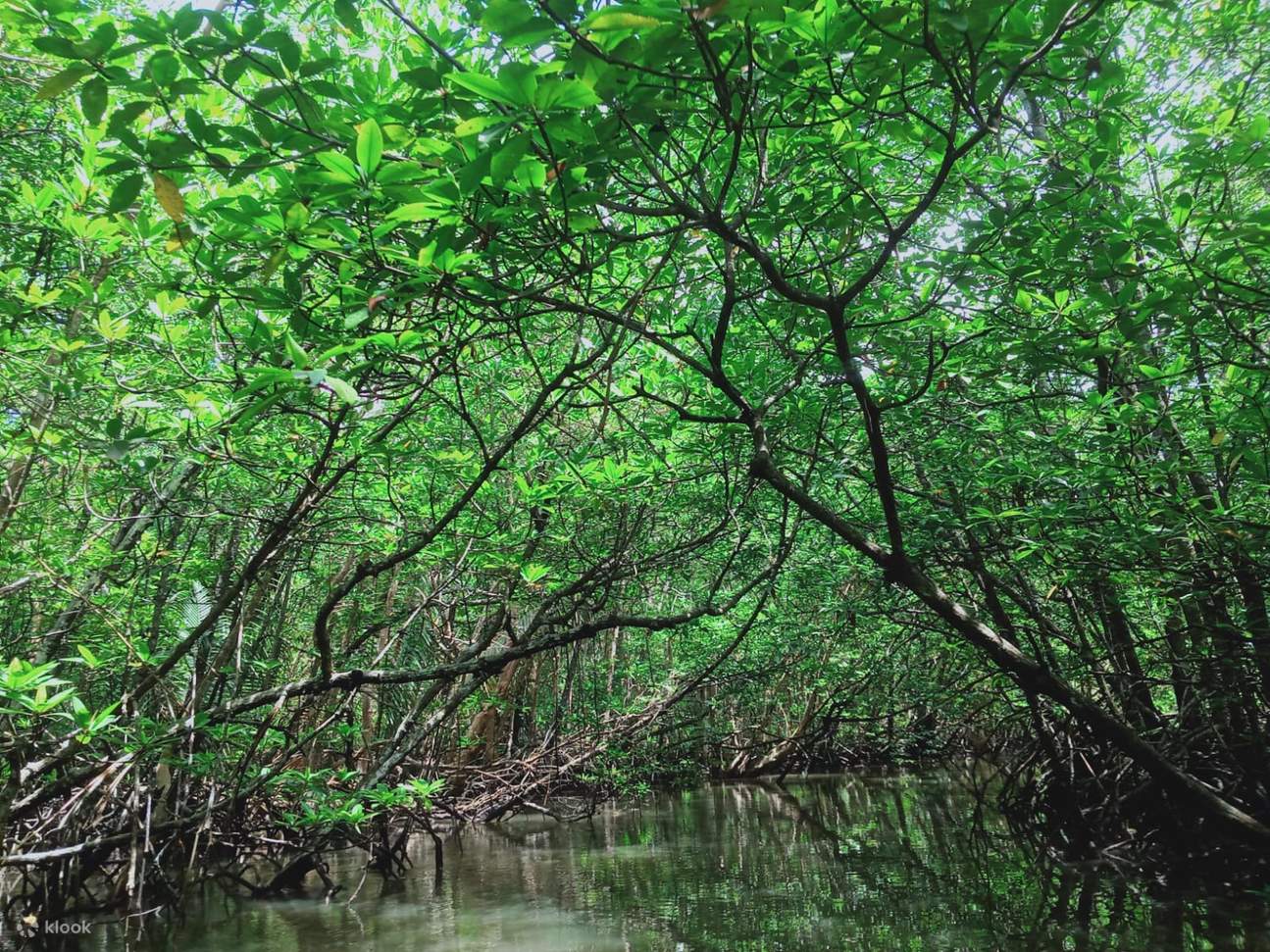 Tour delle lucciole di Bintan e del fiume delle mangrovie - Klook Stati ...