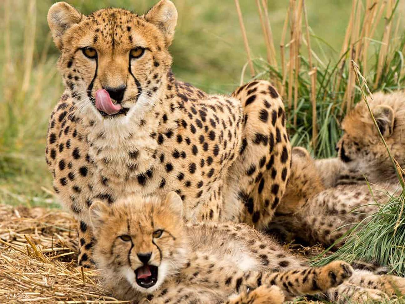 Karanasan sa Tsite sa Monarto Safari Park - Klook Estados Unidos