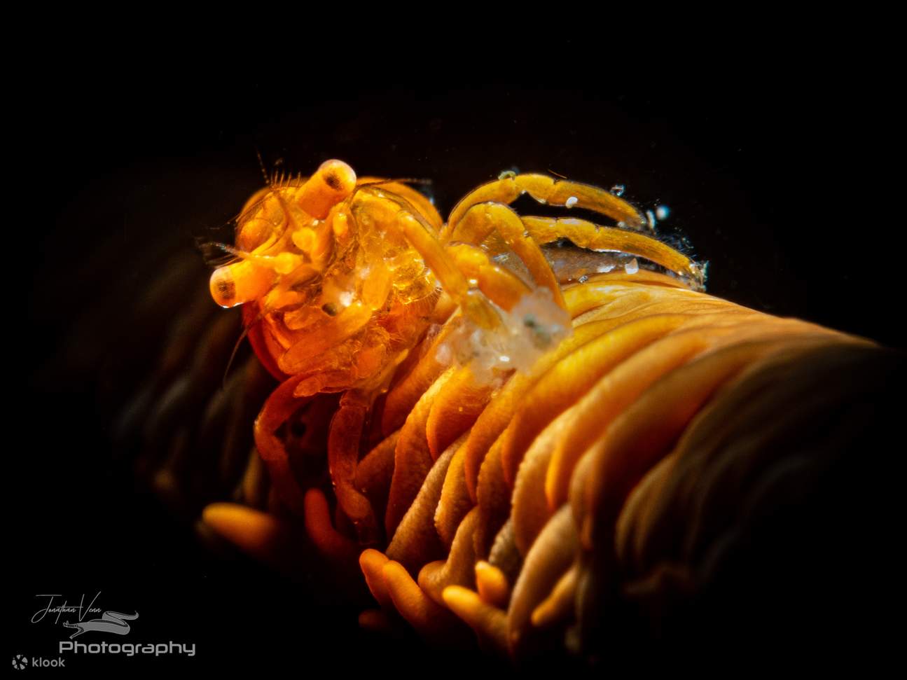 Rasakan Perjalanan Menyelam Setengah Hari yang Luar Biasa di Luzon ...