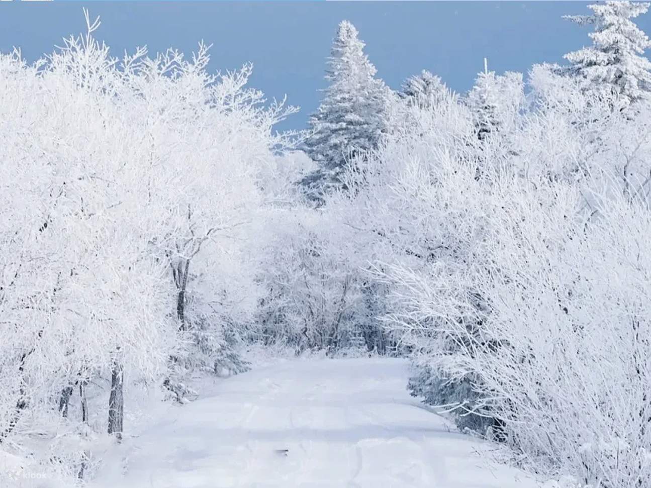3-Day Snow Town, Harbin, Northeast China Tour (Yabuli Ski Resort ...