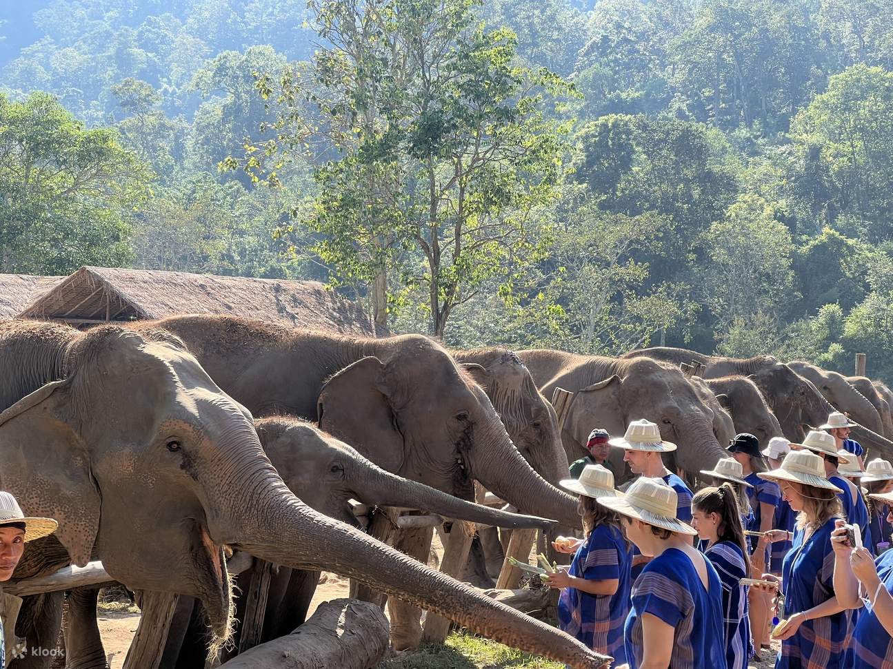 Elephant care activities at the New Elephant Home Elephant Conservation ...