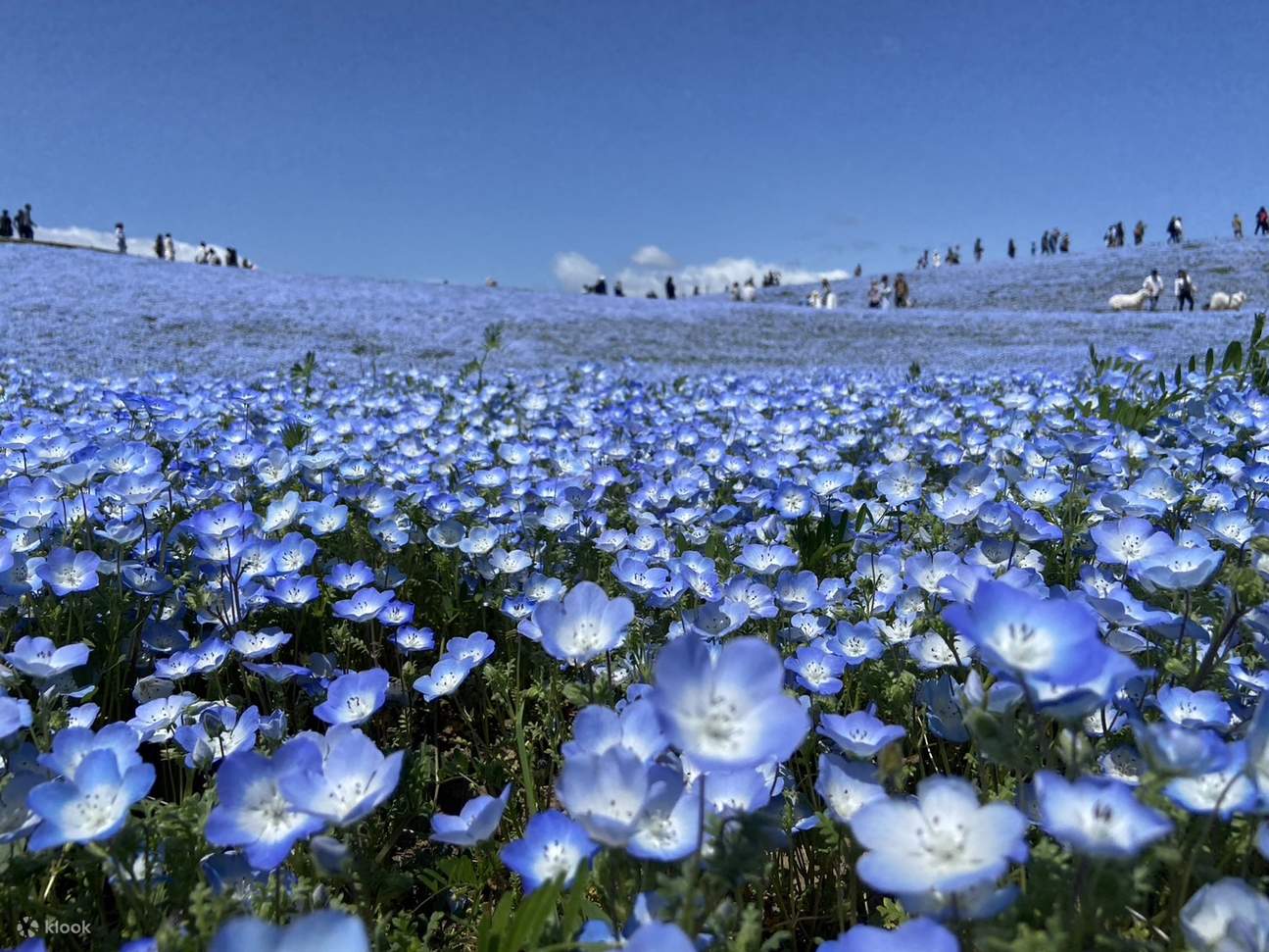 1-Day Ashikaga Flower Park & Hitachi Seaside Park Tour from Shinjuku ...