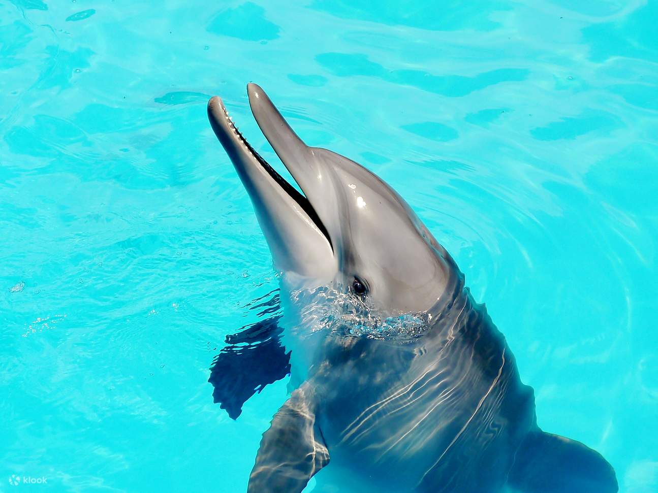 Yehliu Ocean World Ticket - Klook