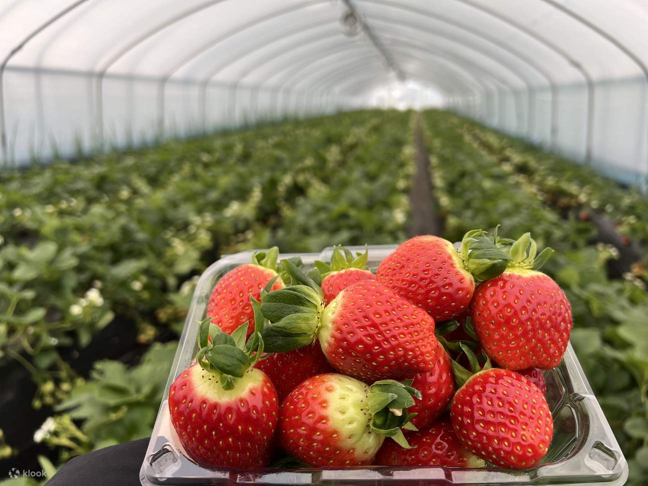 Snowy Land One-Day Tour | Snow Fun for Families & Friends - Klook ...