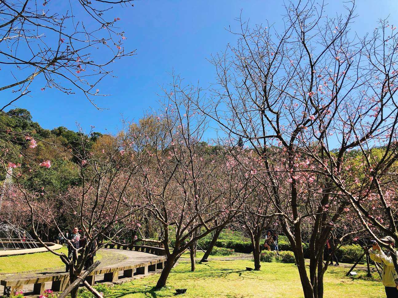 Taipei Cherry Blossom Day Tour - Klook
