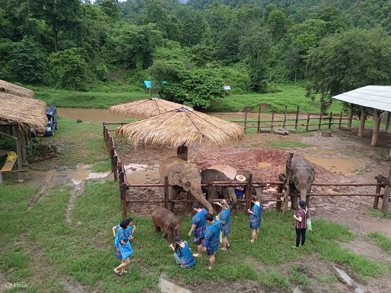 Elephant Jungle Journeys: Chiangmai's Best Budget Deals Await! - Klook