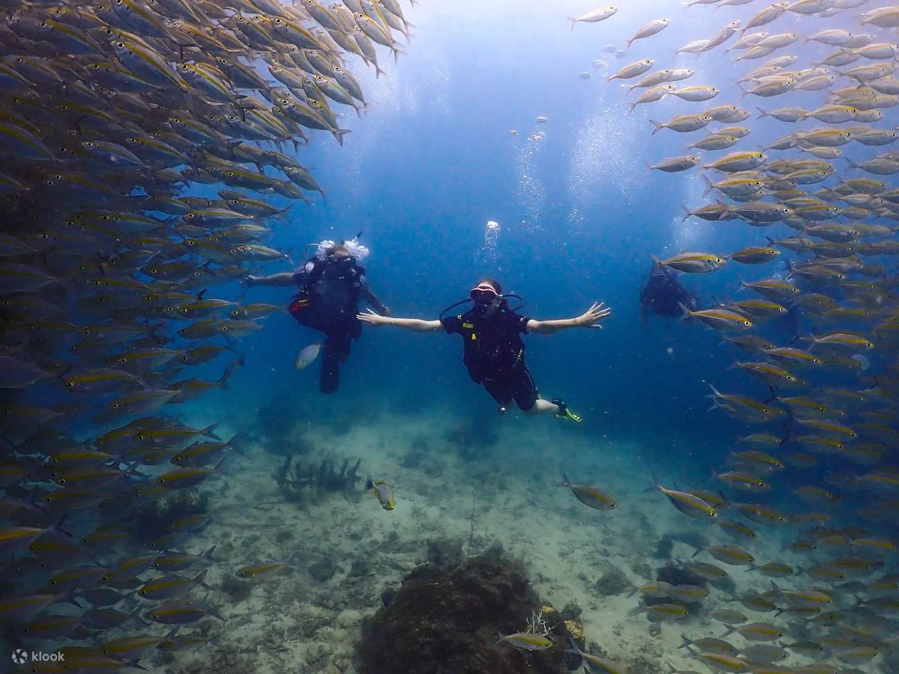 Dive Tour Koh Tao in Koh Samui with PADI 5 Star Dive Center | Book Now ...