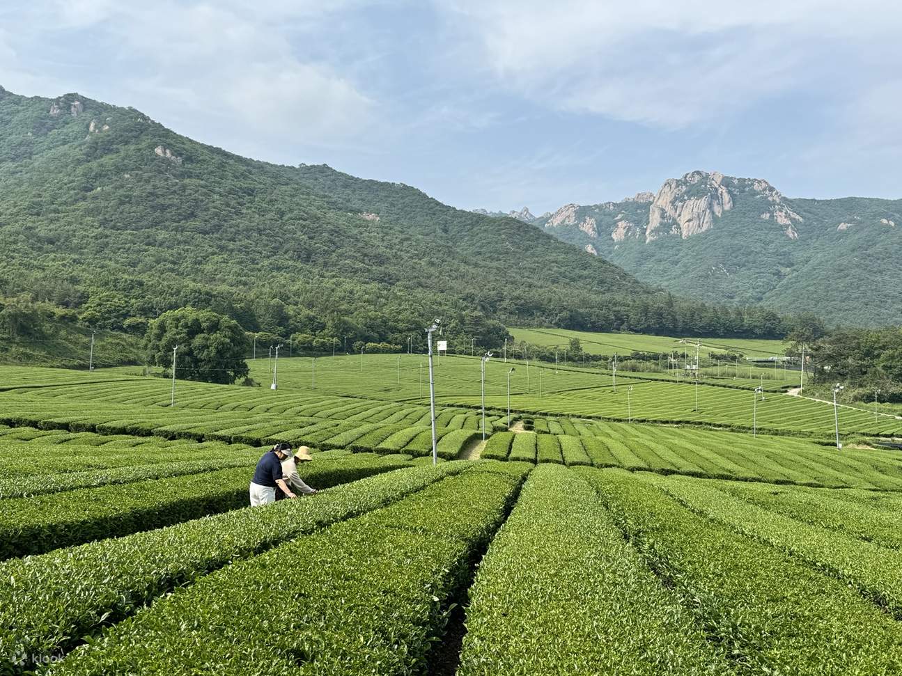 Boseong and Gangjin Green Tea Plantation One Day Tour from Gwangju - Klook
