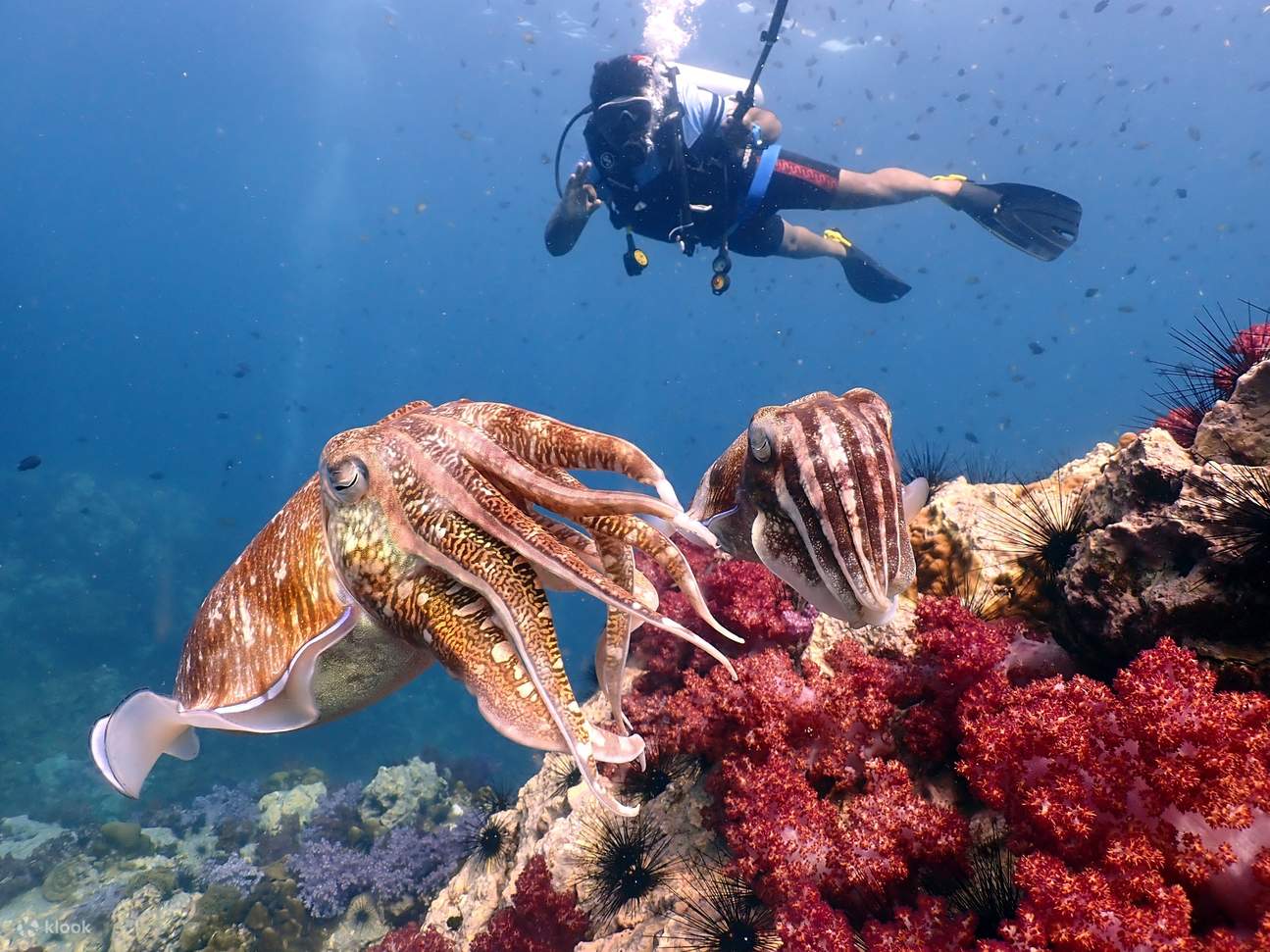 Nehmen Sie am ganztägigen Racha Yai-Tauchen mit All-Inclusive-Angebot ...