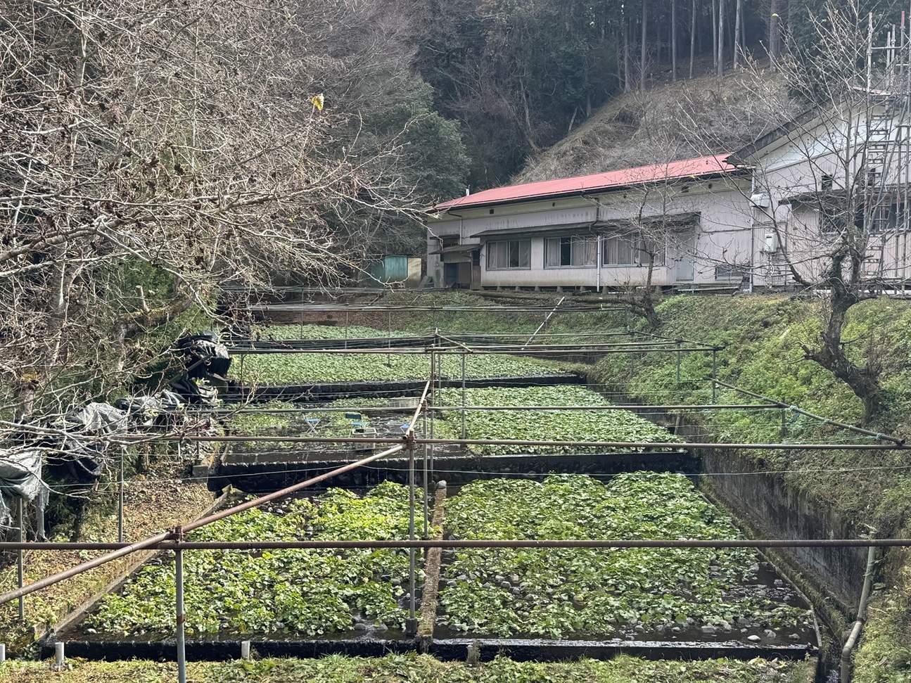 Mt. Fuji & Shizuoka Wasabi Farm Tour with Hokusai Train & Shinkansen ...
