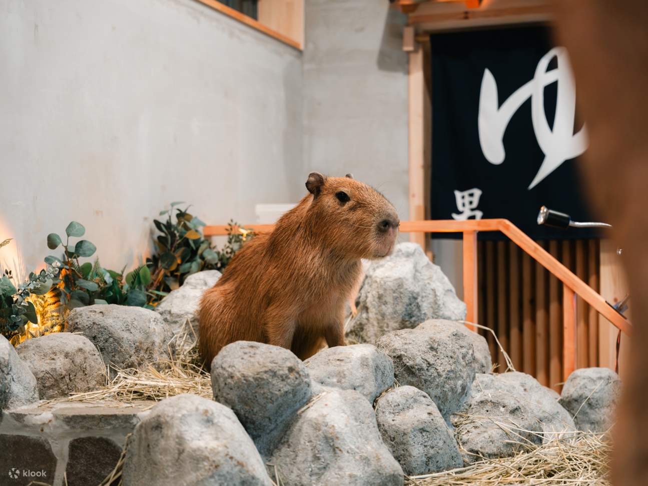 Capybara cafe Moffu Tokyo - Klook