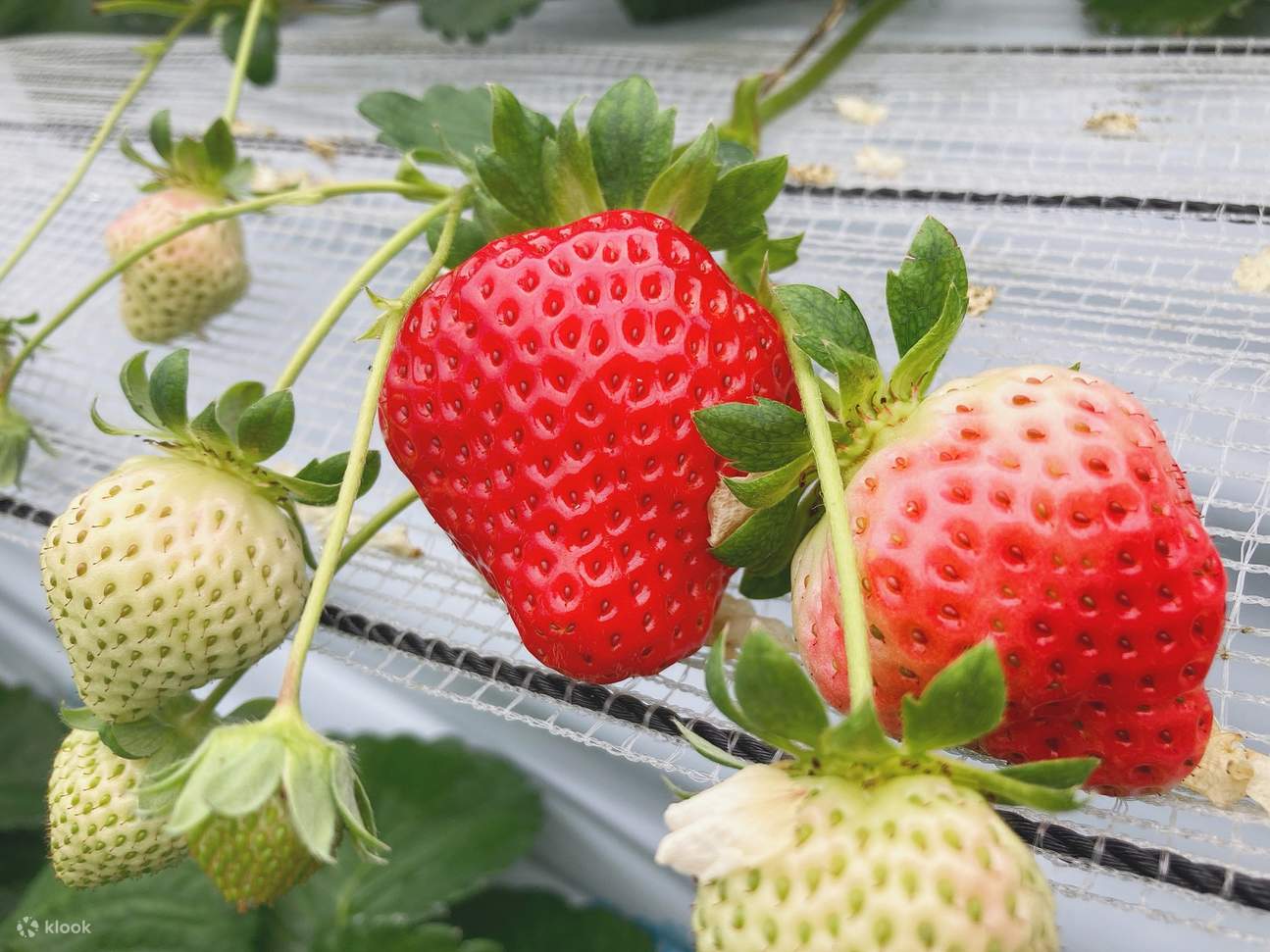 Strawberry Picking, Yanagawa, Koiki Shrine, & Dazaifu Day Tour - Klook