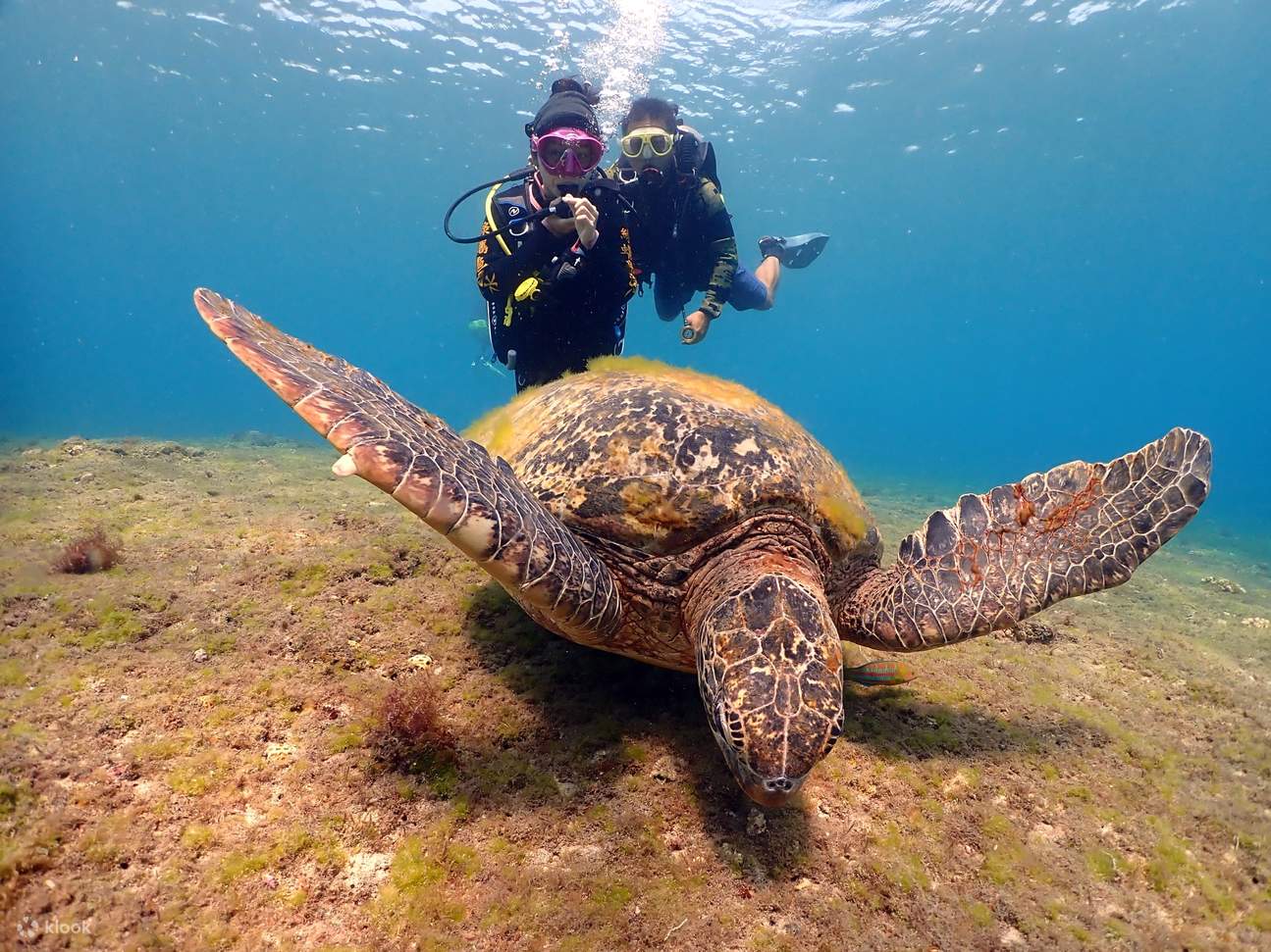 Little Liuqiu Green Sea Turtle Diving Accommodation Diving Experience ...