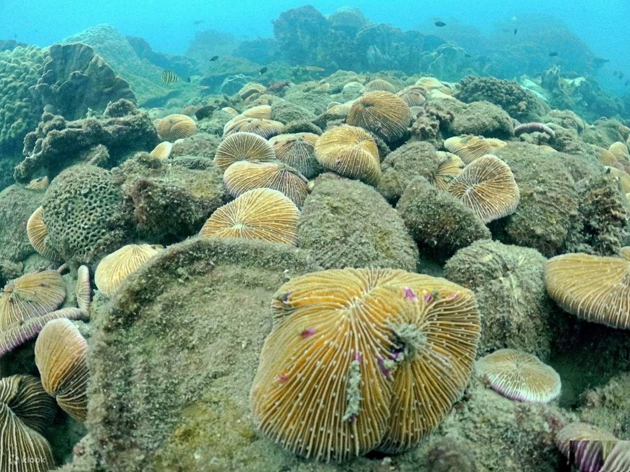 Phu Quoc Snorkeling Day Tour to Explore Coral Jungle Reef - Klook India