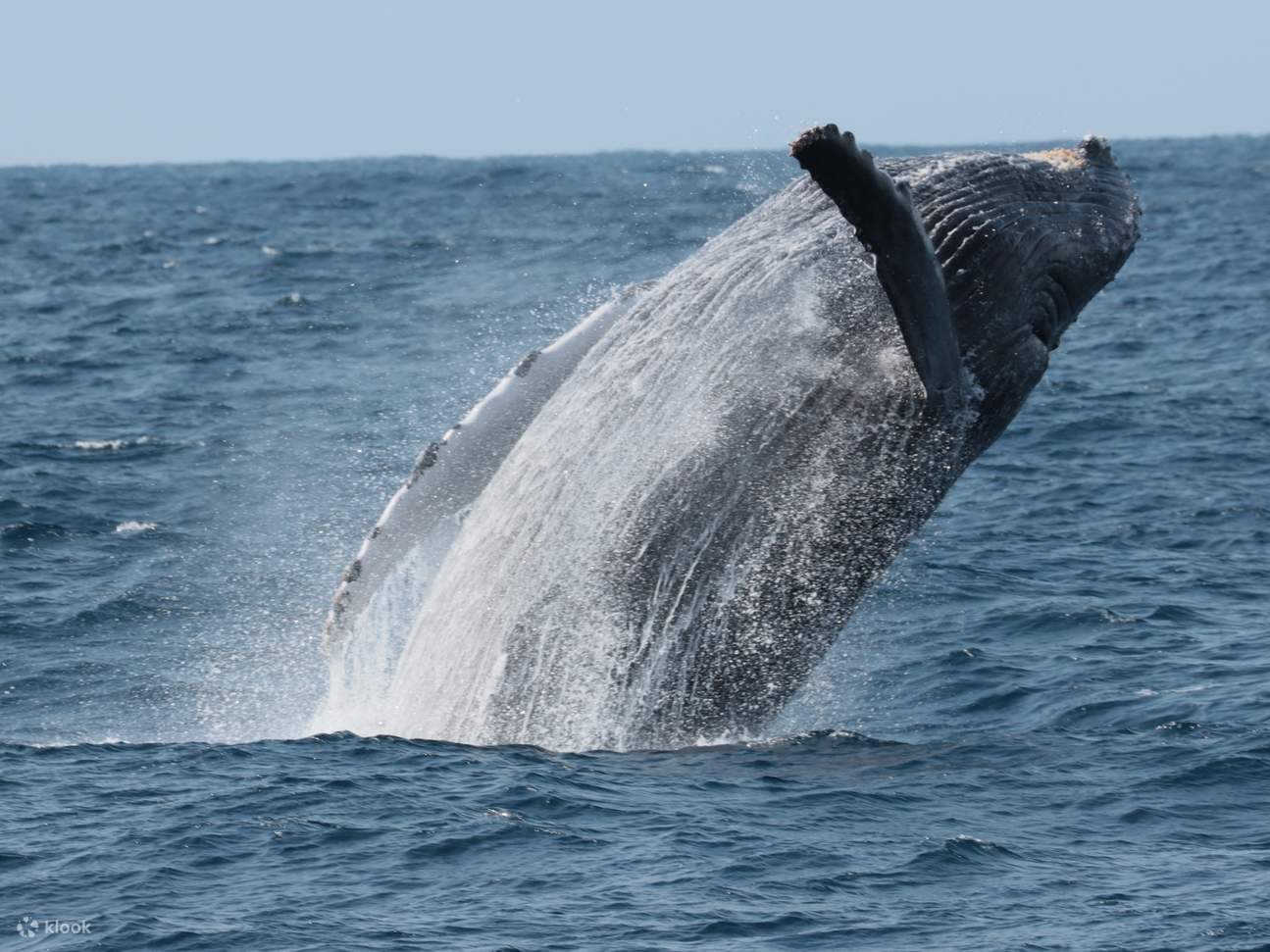 Okinawa Whale Watching: Departing from Naha (Includes free transfer ...